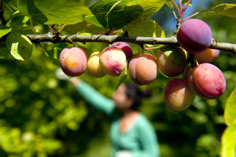 How to grow cherries, nectarines and plums – even if you don’t have a ...