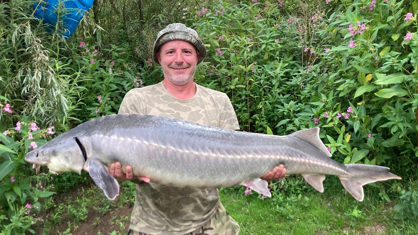 Five-foot-long river monster banked from the Trent