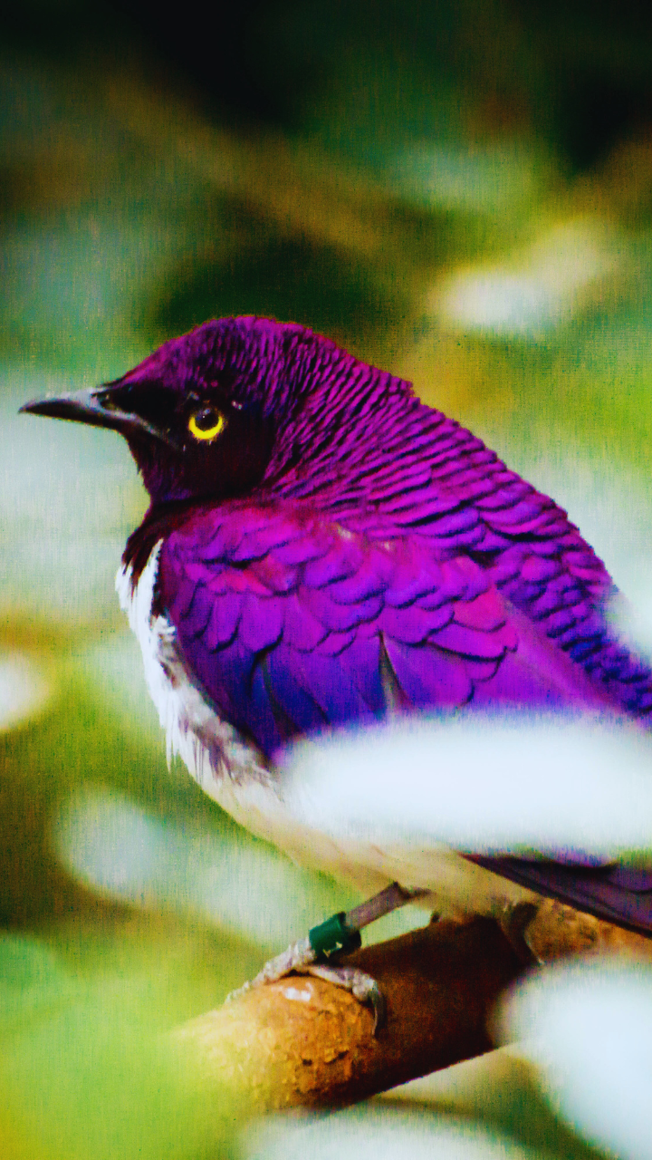 9 purple animals that actually exist and where to find them