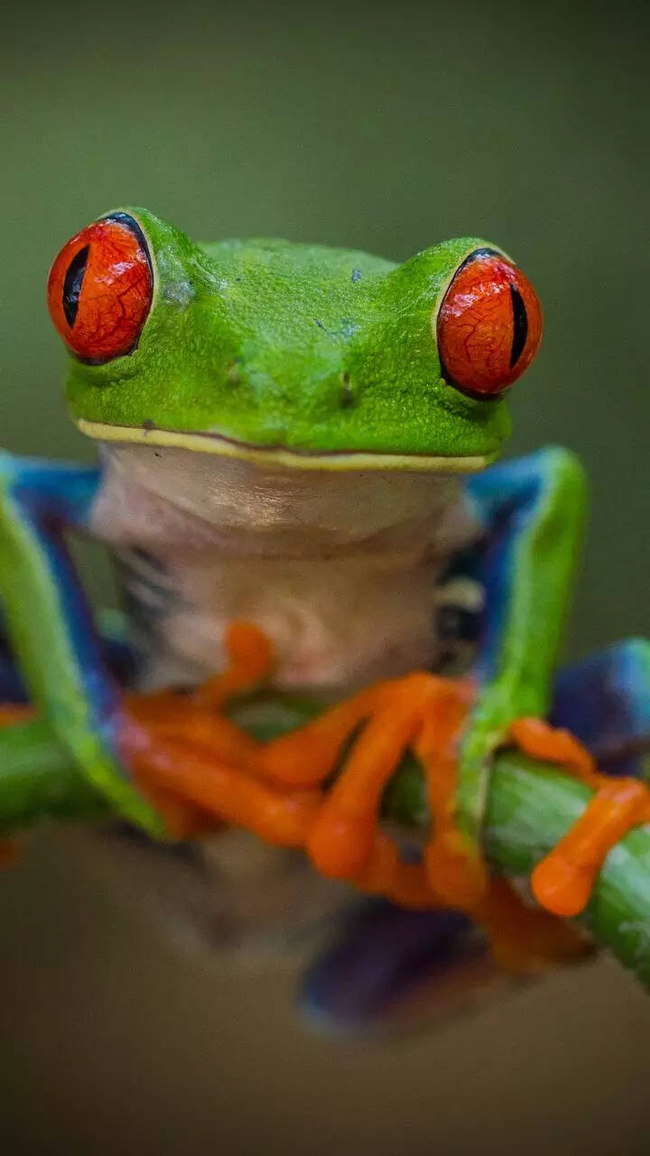 8 animals that can change their shape or texture