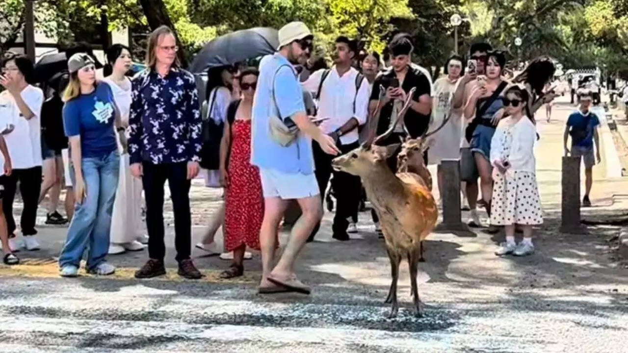 Watch: Forget Humans—These Japanese Deer Just Showed What True Civic ...