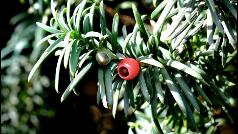El tejo (Taxus baccata): Naturaleza, toxicidad, usos y simbolismo del ...