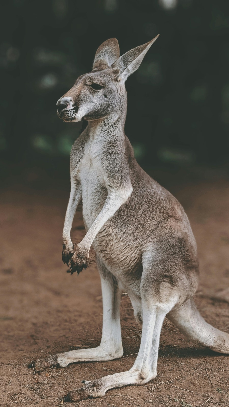 Interesting facts about kangaroos that might surprise you