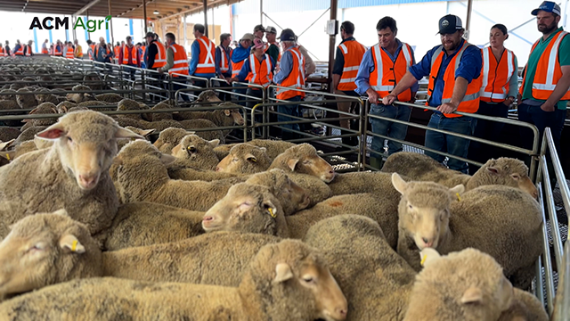 Australian Merino Production Trial 2025-2027 Meat Challenge
