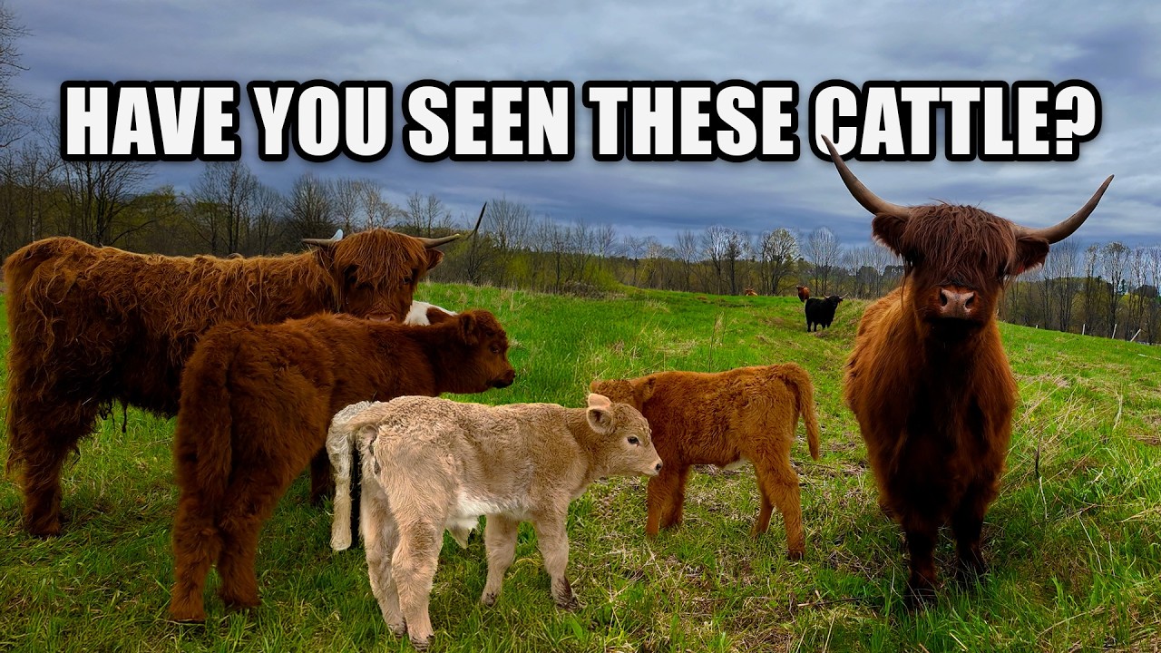 The great spring cattle escape you have to see