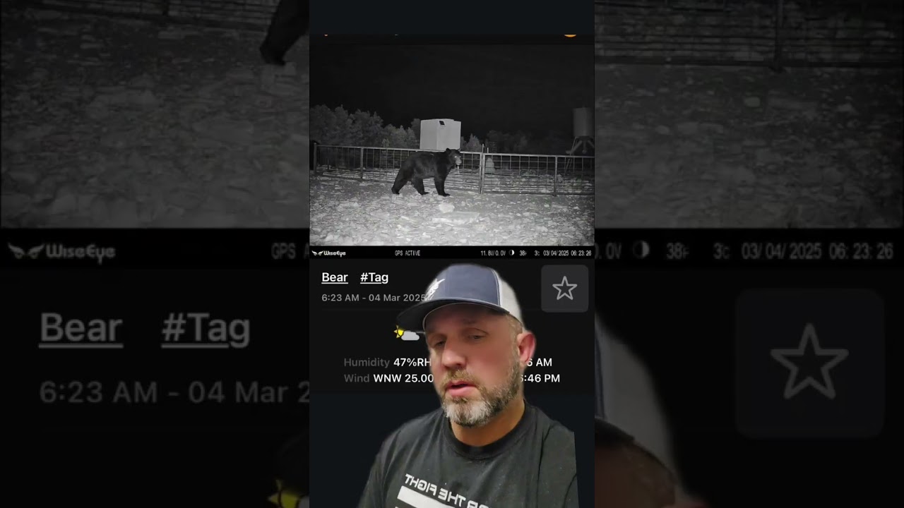 All About Black Bear In Texas