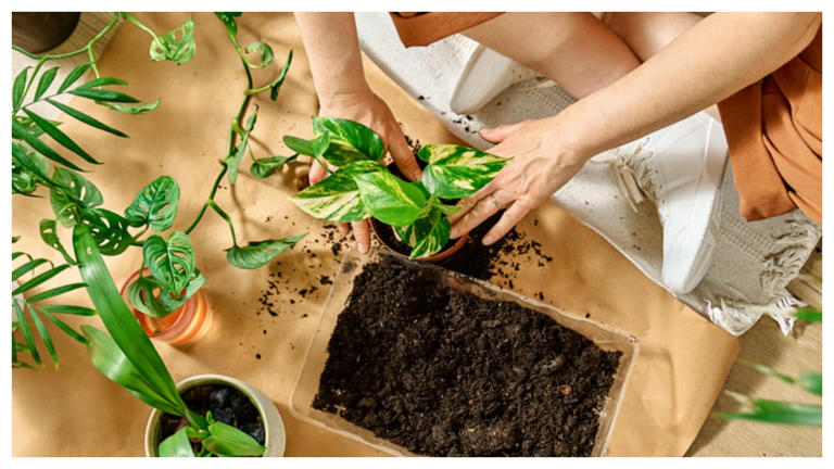 7 easy soil-free plants for your home