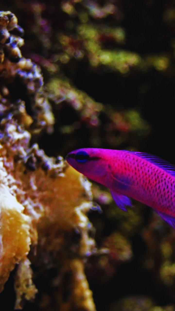 9 purple animals that actually exist and where to find them