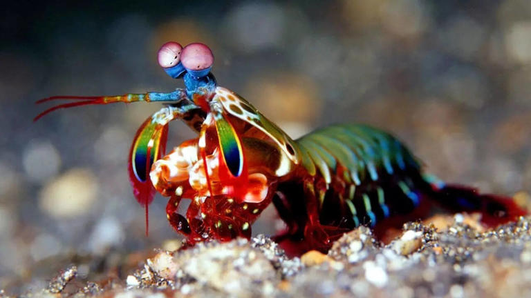 6 animals with jaw-dropping secrets you won’t believe are real