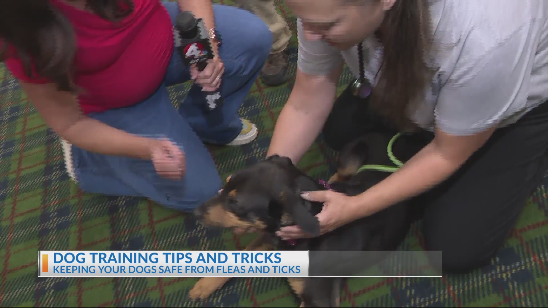 Training Tips and Tricks: How to check dogs for fleas and ticks