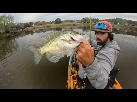 Thick slabs munch in creek for catch, clean and cook