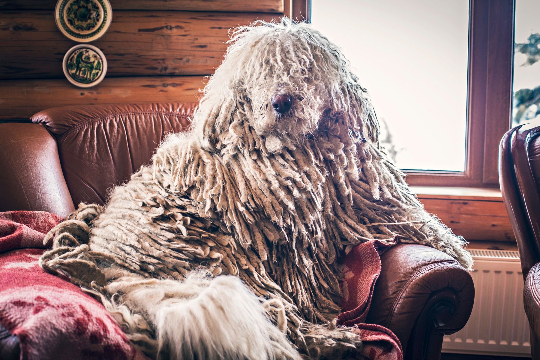The 20 best rare and unique dog breeds