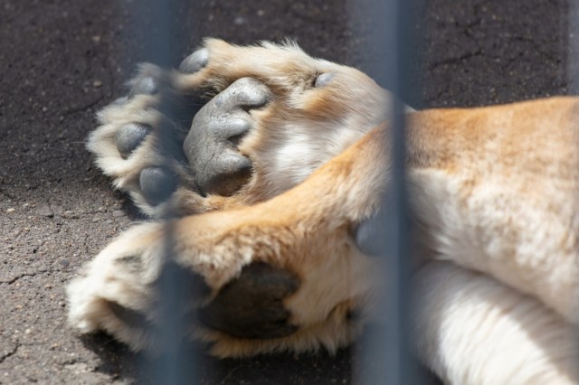 Officials move to ban troubling practices with iconic wild animals: 'We ...