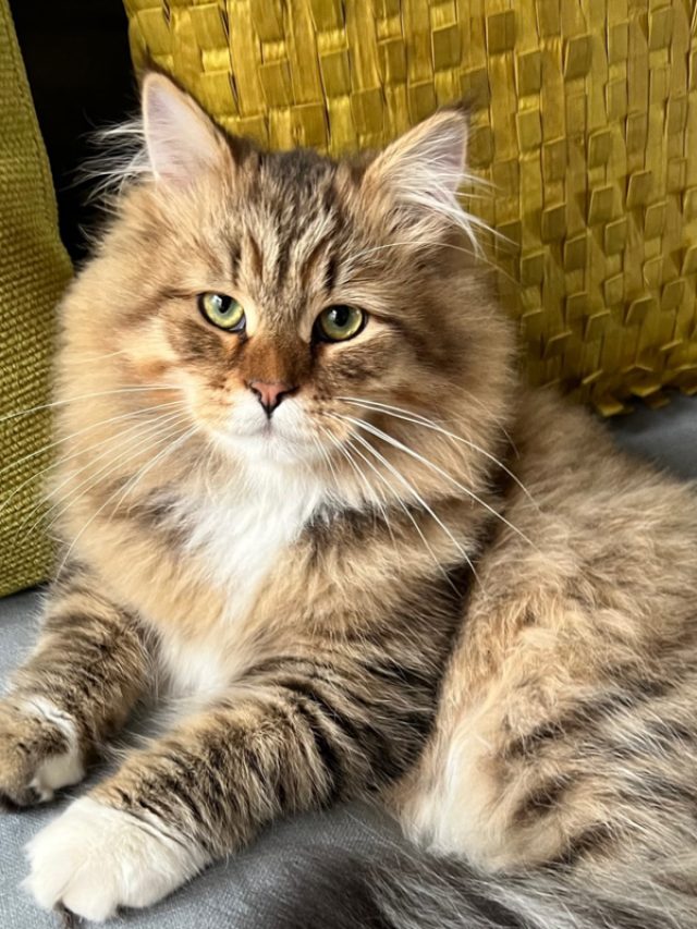 10 Weird Things Cats Do That Actually Mean They Love You