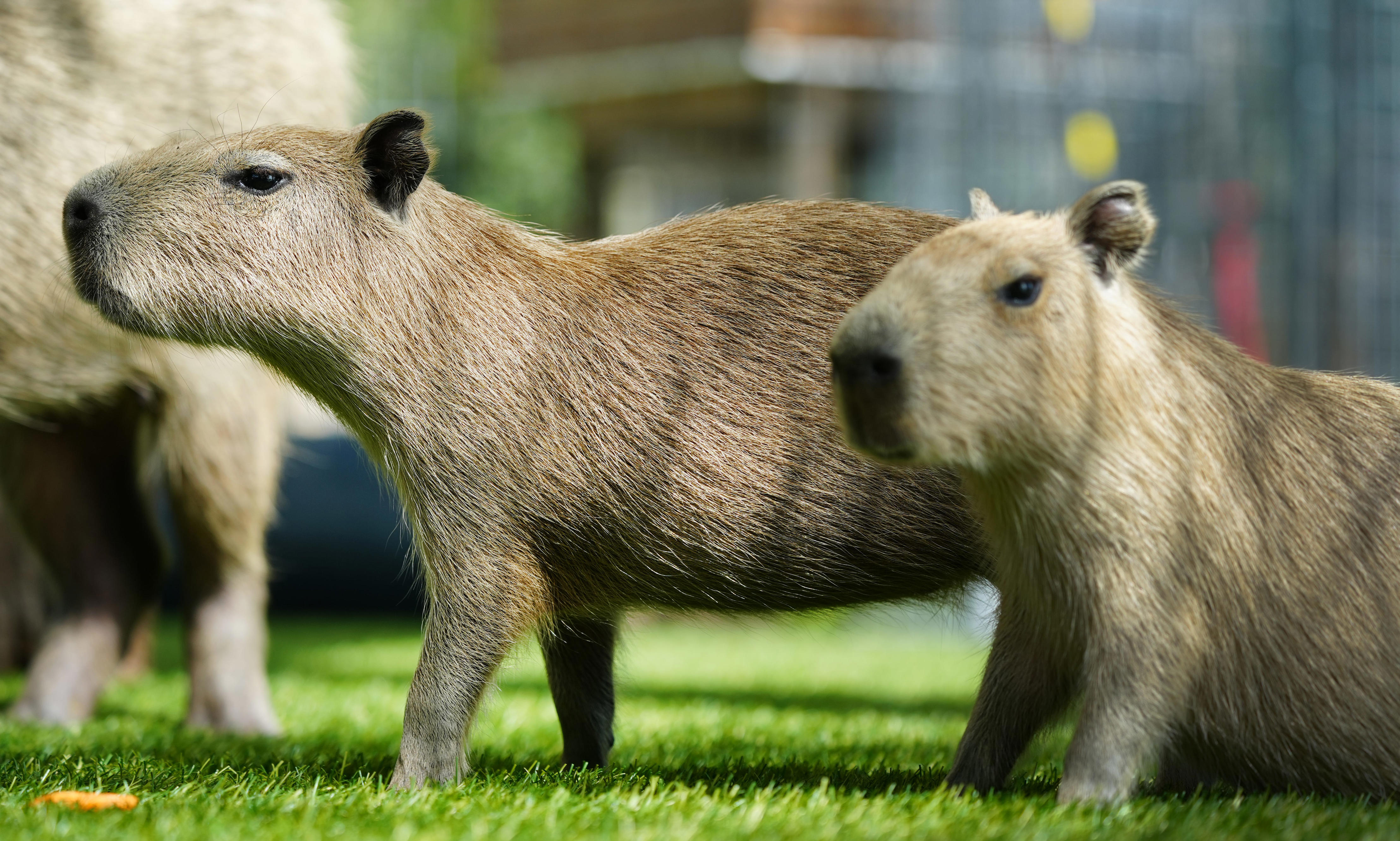 Capybaras in Florida? Where to spot and snuggle these gentle giants
