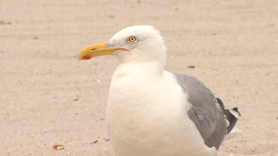 Sneaky seagull stealing snacks by the seashore in Connecticut