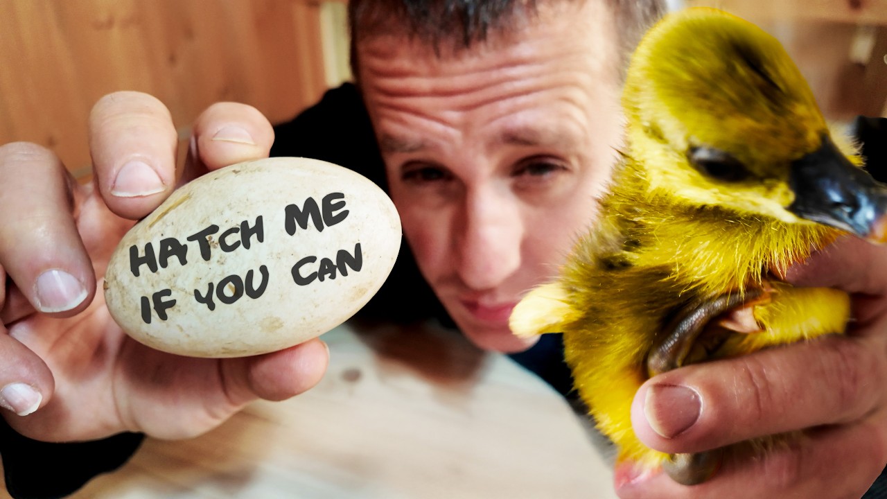 Hatching my first goslings in two years on the farm