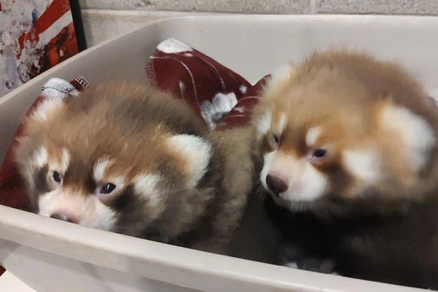 2 Rare Red Pandas Born at Montana Zoo — Here's When the Public Will Be ...