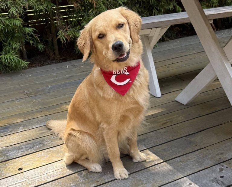 Mysterious Dog Deaths Rattle Venice Canals Community