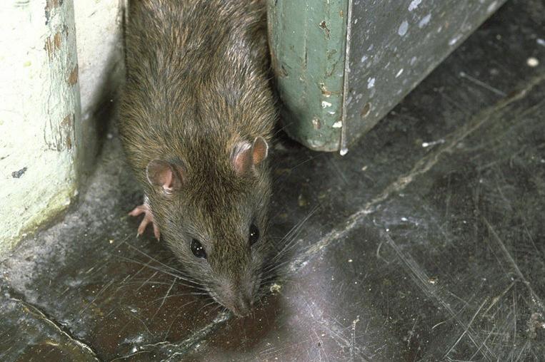 'I'm a safety expert - here are the warning signs of a rat infestation ...