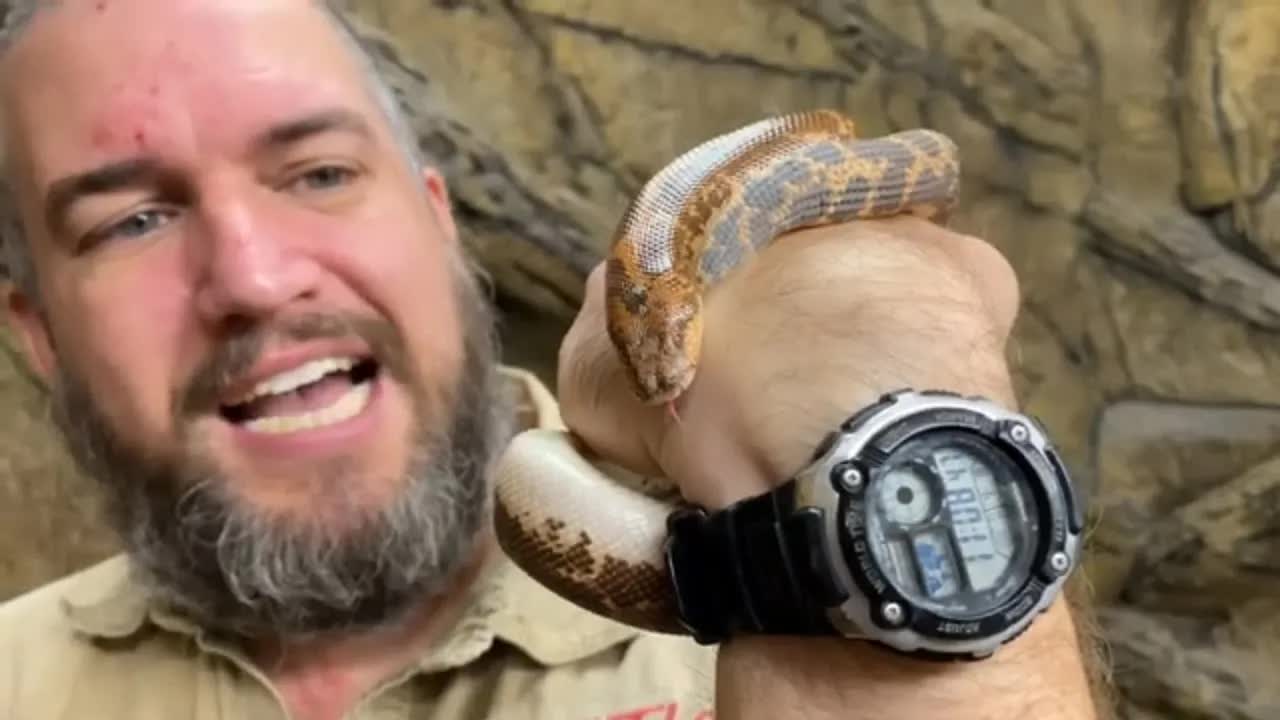 Kenyan sand boas! Burrowing, unique species and defense mechanisms