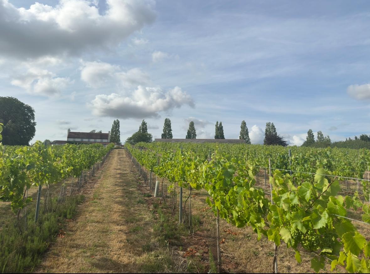 What I learned at my first English vineyard