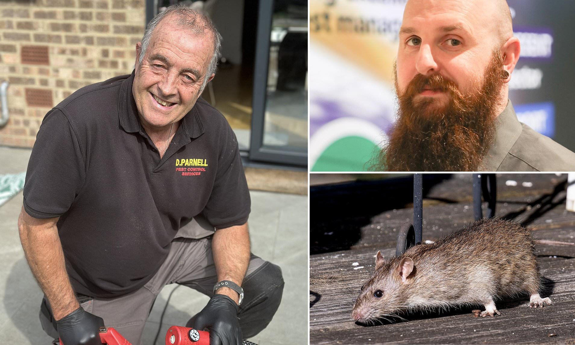 We have super rats under the decking at home - what should we do?