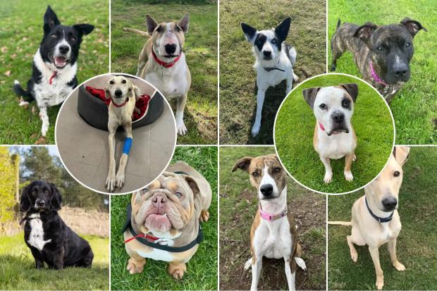 Meet the adorable Cumbrian rescue dogs waiting to find love