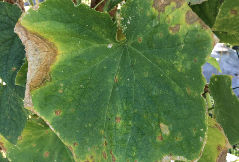 Guía avanzada sobre la enfermedad del chancro en plantas: síntomas ...