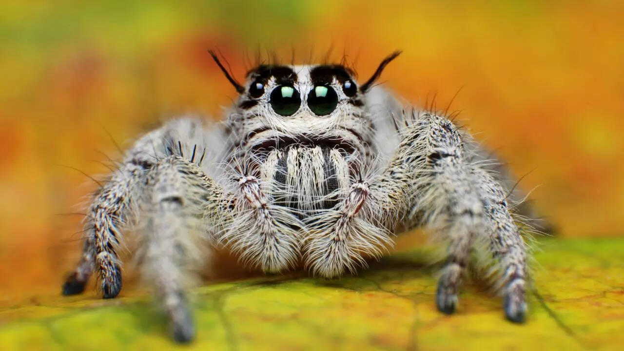 Facts about spiders that show their unique powers beyond the cringe we ...