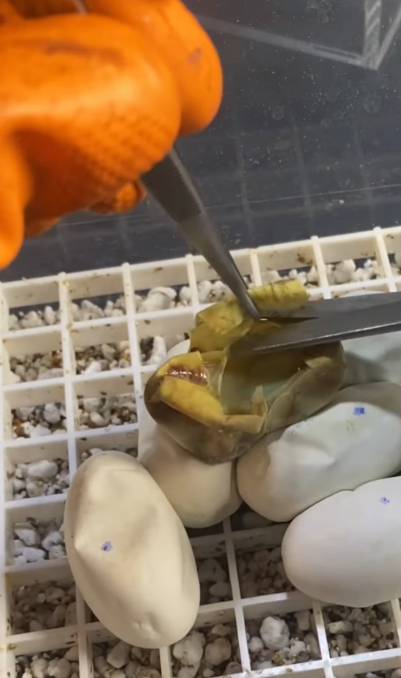 This is a really bad egg!