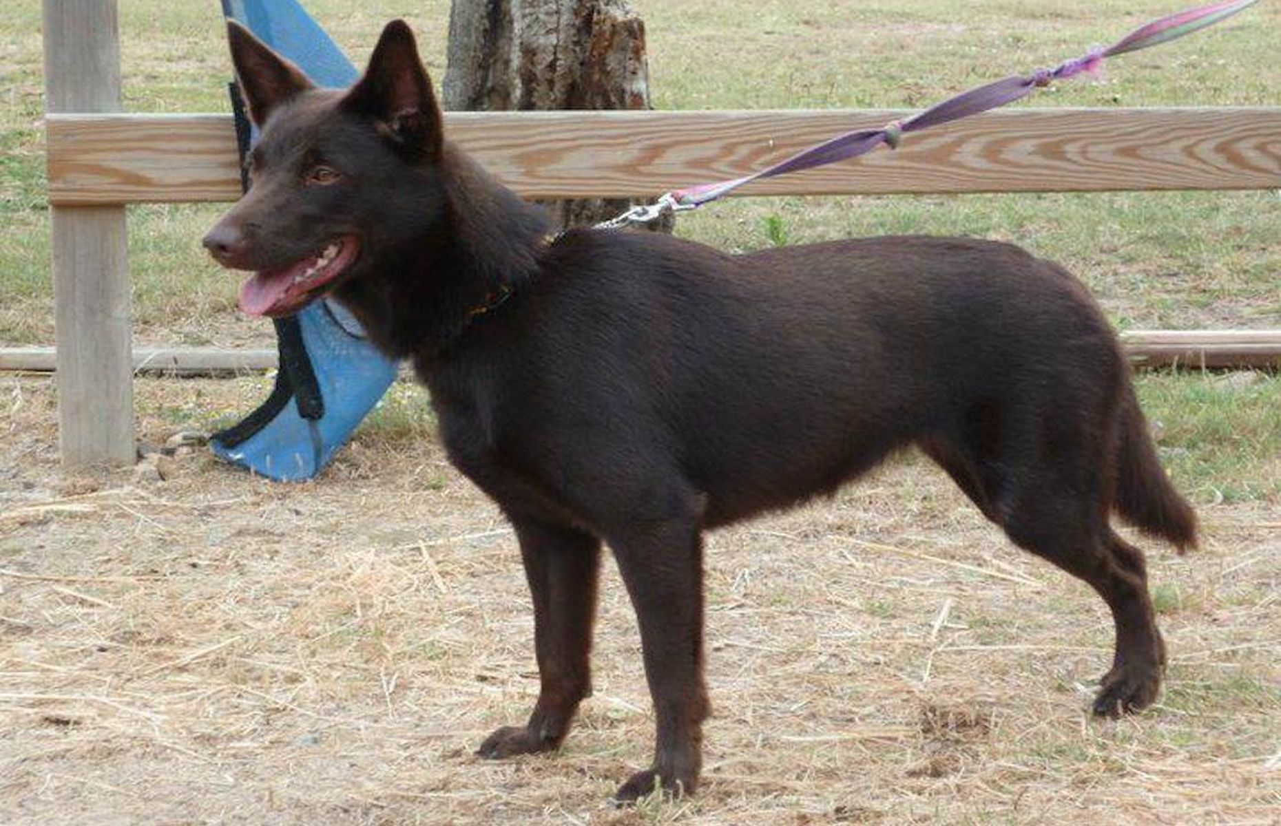 The 20 rarest dog breeds