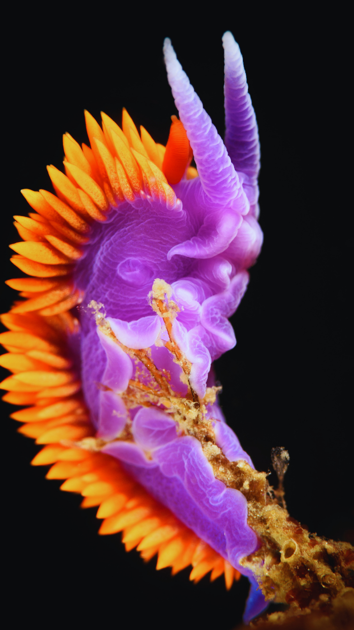 9 purple animals that actually exist and where to find them