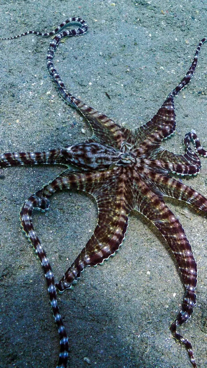 8 animals that can change their shape or texture