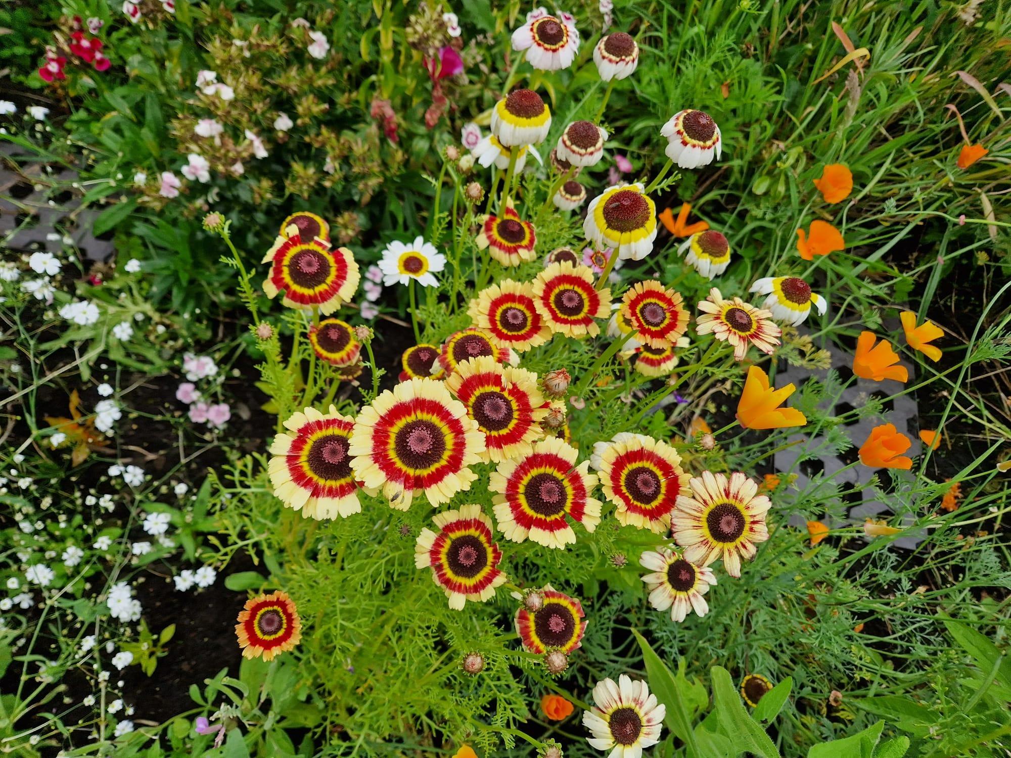 Mid-summer showstoppers: Eye-catching flowers that are easy to grow ...