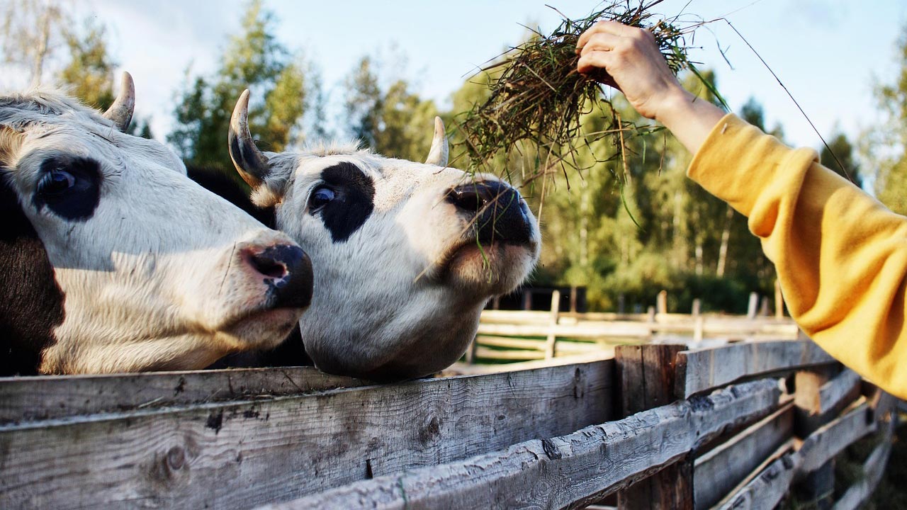 10 Signs You’re Not Ready for Farm Animals Yet