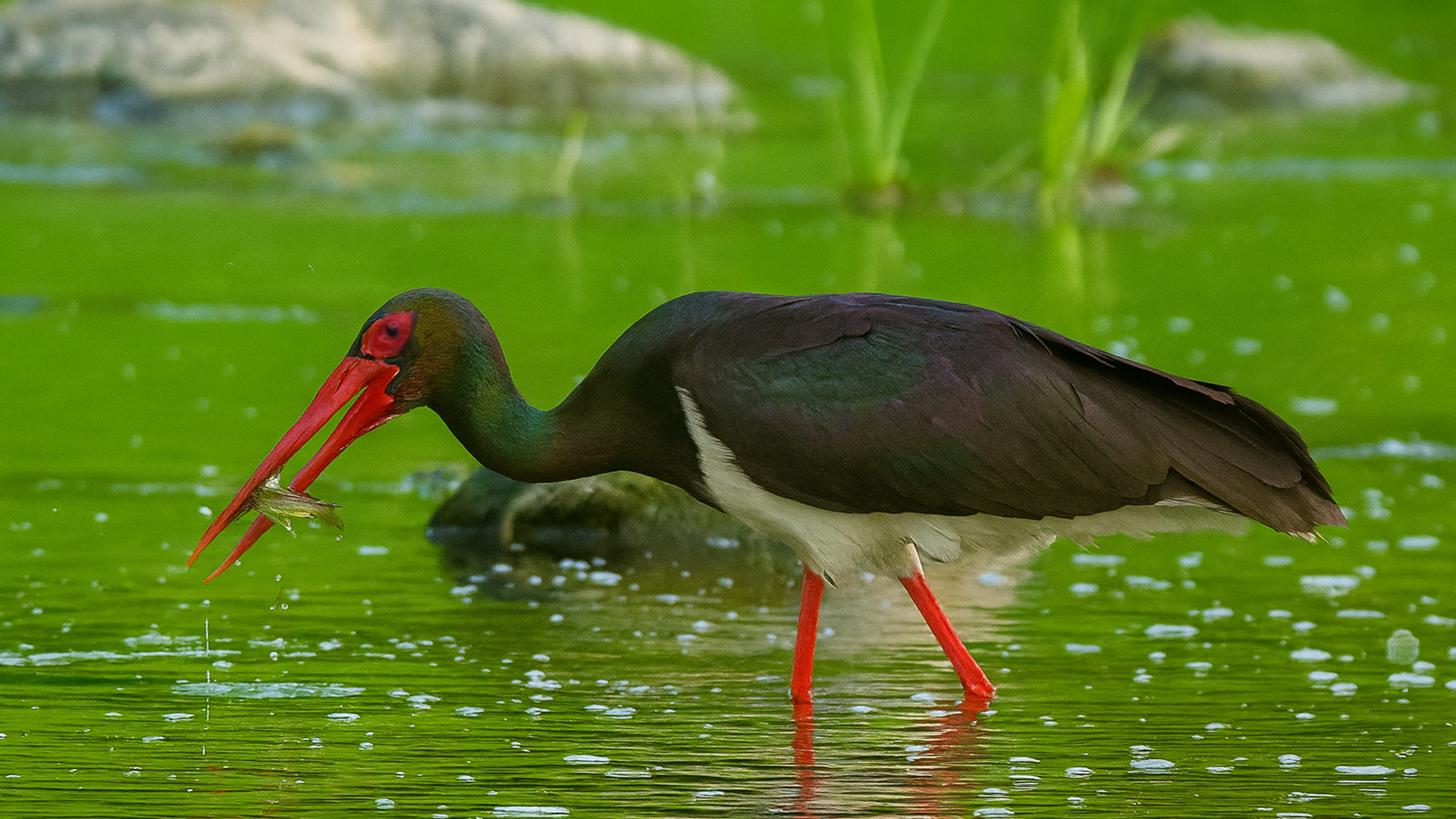Got it! A successful hunt by the black stork