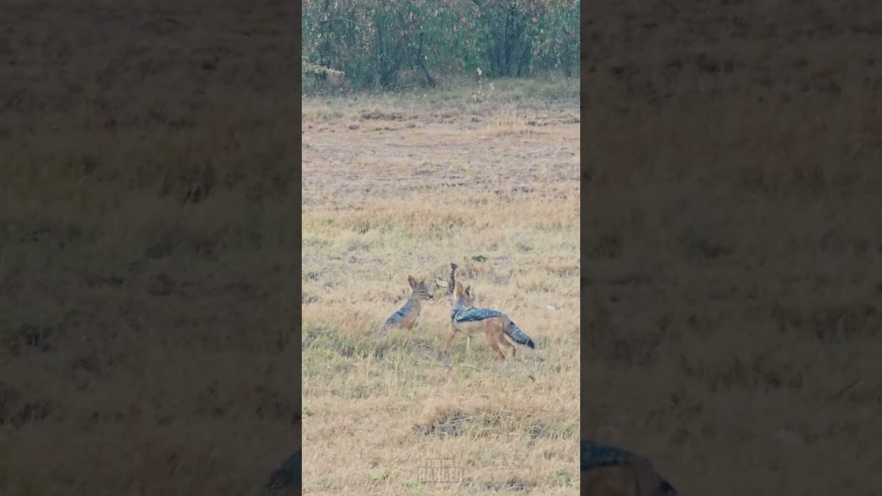 Black-Backed Jackals Show Pack Survival Instincts