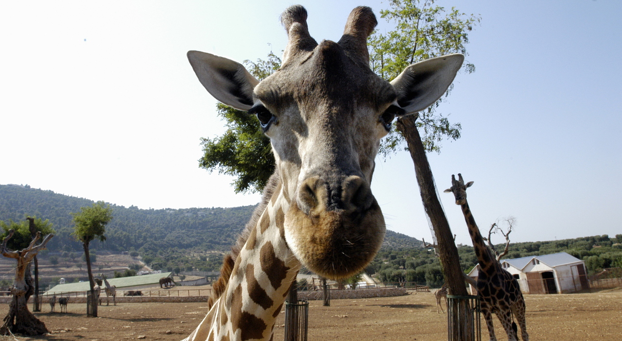 Auto in panne in mezzo ai leoni durante la gita allo Zoo Safari: paura ...