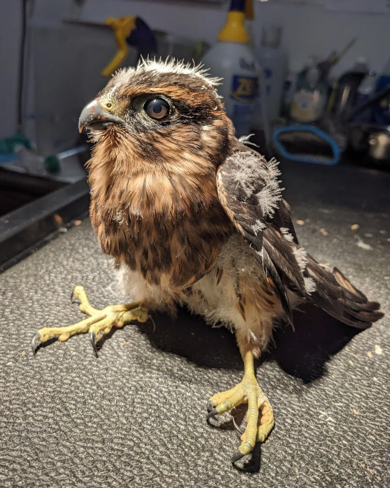 Birds kept dropping dead. A D.C. biologist cracked the case.