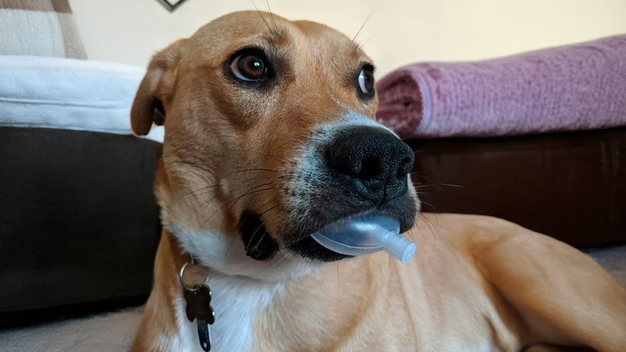 Cats and Dogs Bring Laughter in Funniest Animal Videos