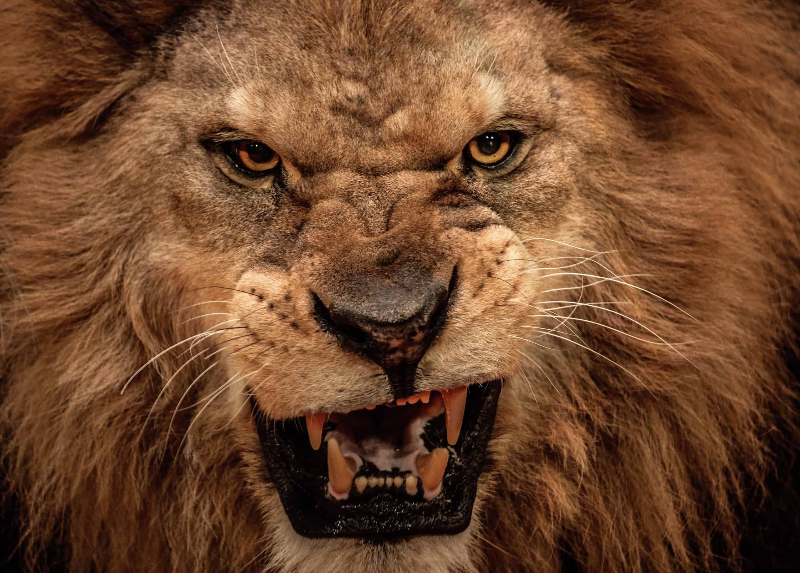 10 Most Cruel Animals in the World