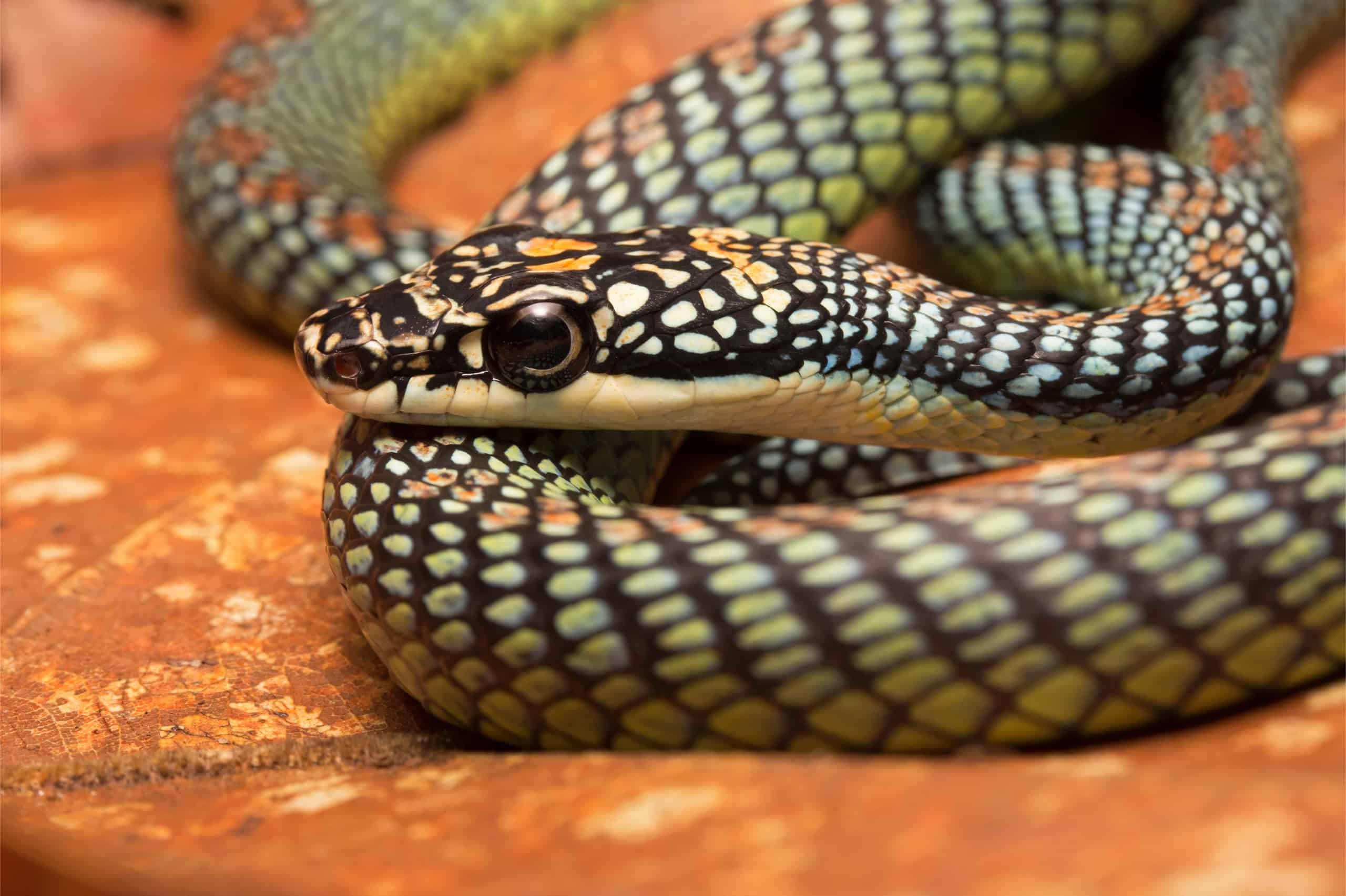 10 of the World’s Most Colorful Snakes