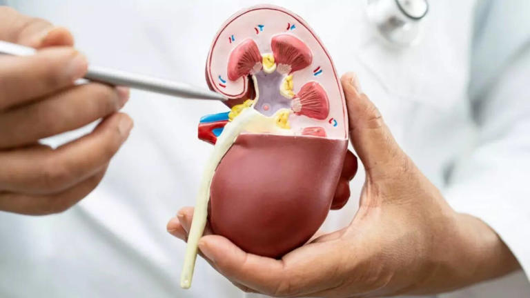Do kidneys shrink without water? Here’s what happens when kidneys aren ...