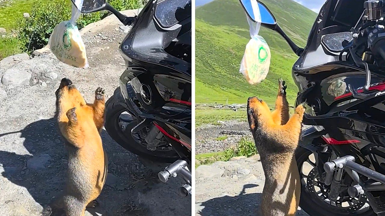 Una simpática marmota intenta robarle el pan a un motociclista