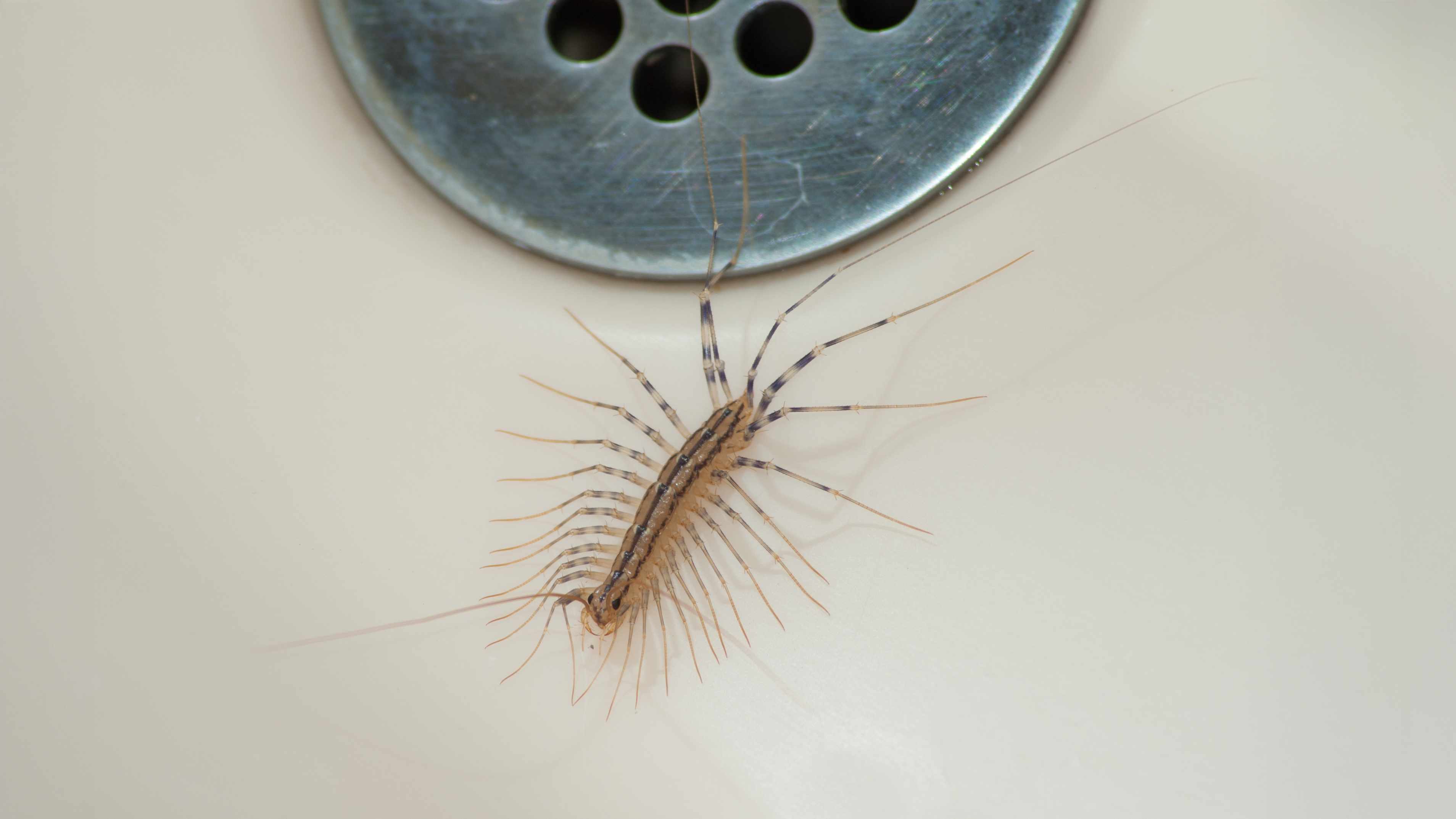How to stop centipedes from taking over your home—and keep them out for ...