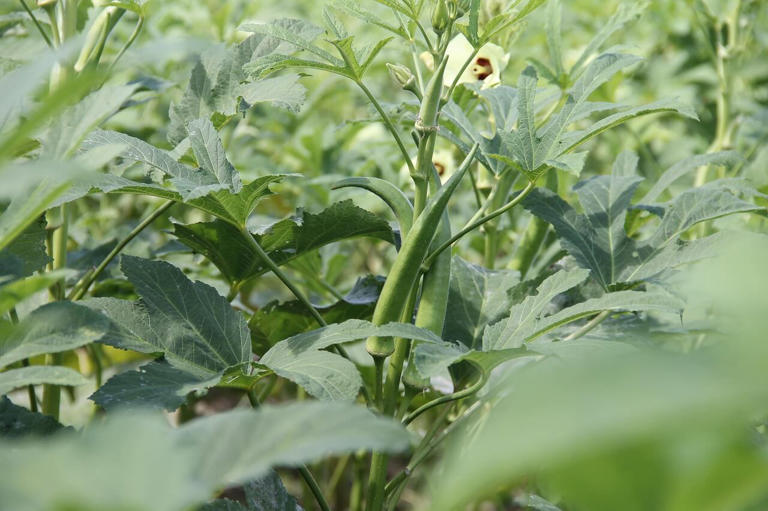 Guía completa y detallada para cultivar ocra en casa: consejos ...