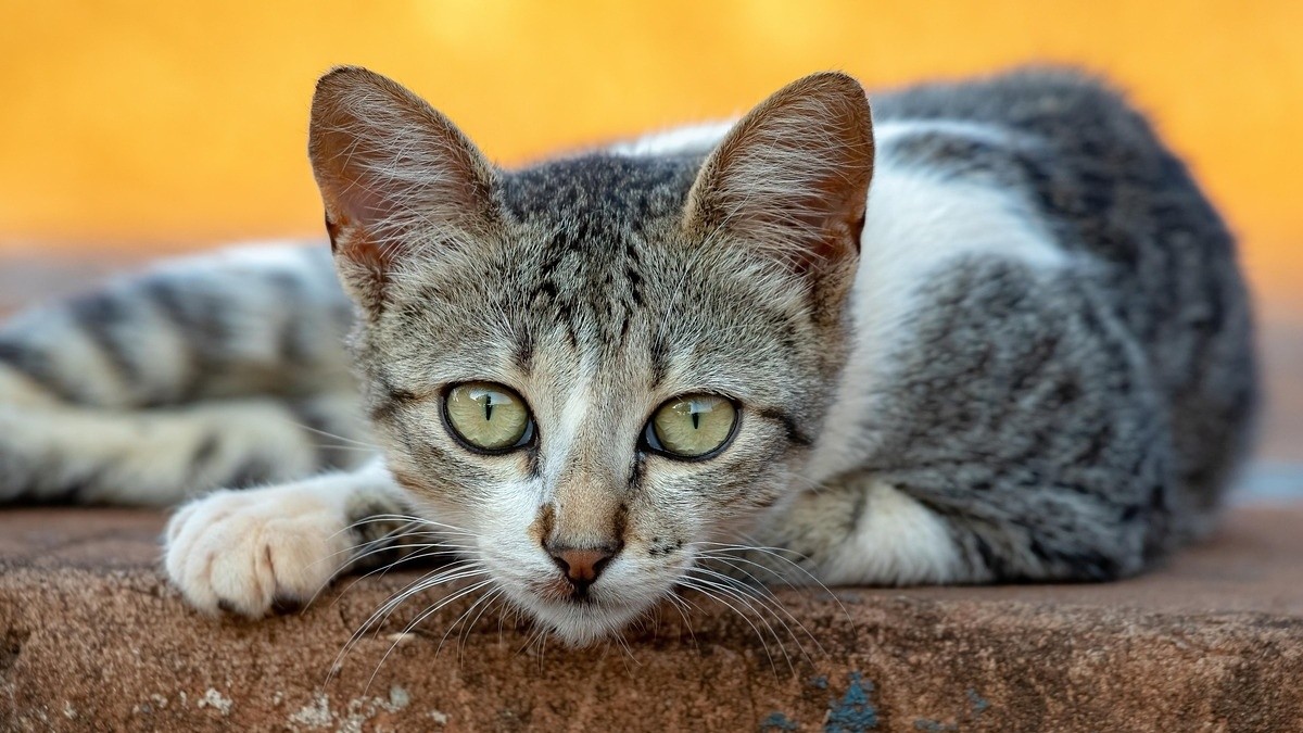 Where to leave your pet during your vacation: a guide for responsible ...