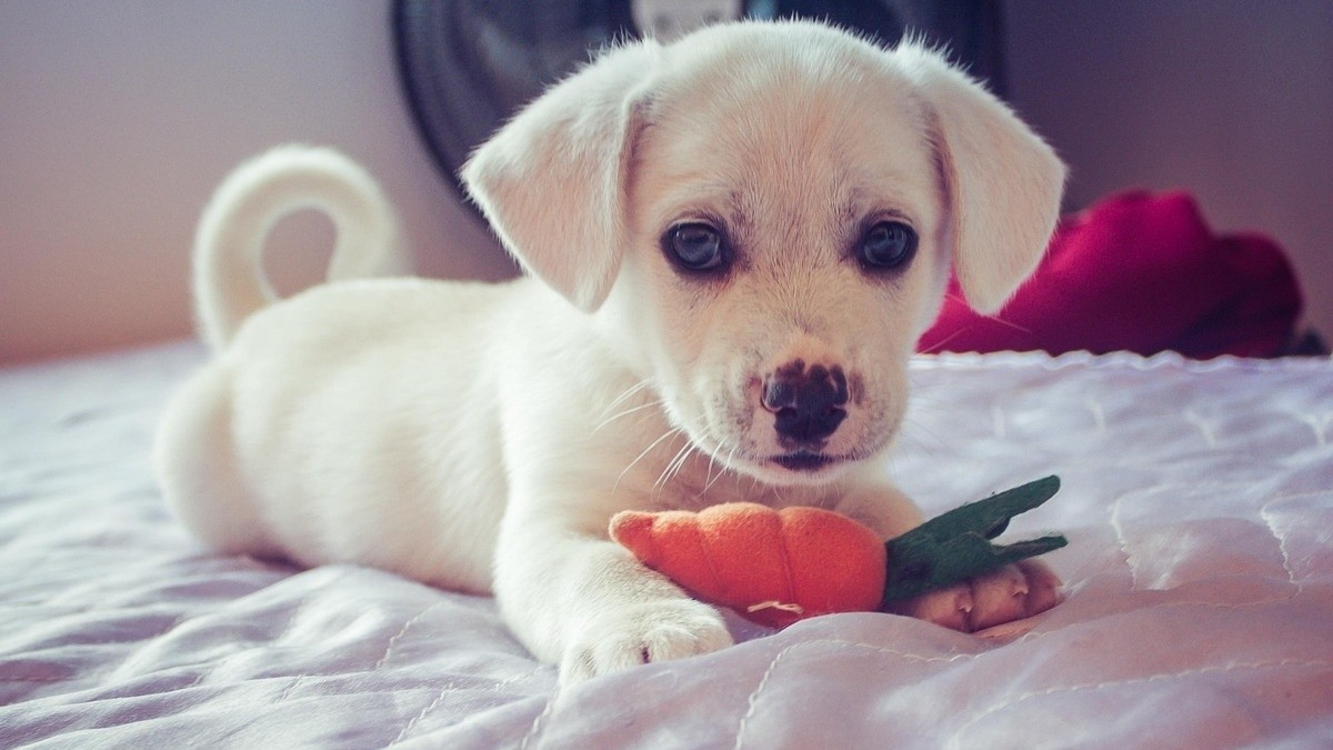 Where to leave your pet during your vacation: a guide for responsible ...