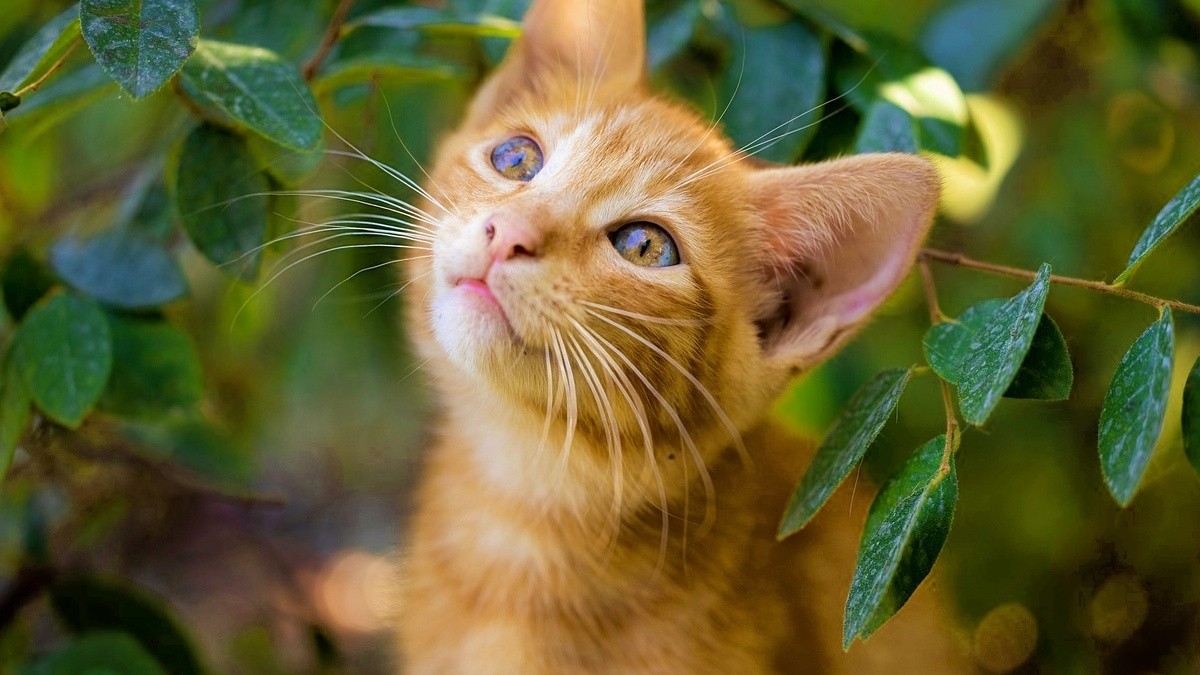 These 10 facts about cats will make you admire your feline friend even more